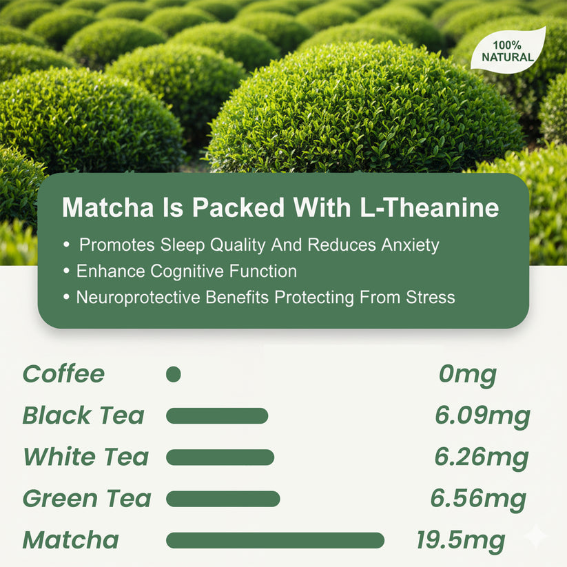 Matchaeco | Matcha Green Tea Powder Jar | Japanese Matcha Tea Powder